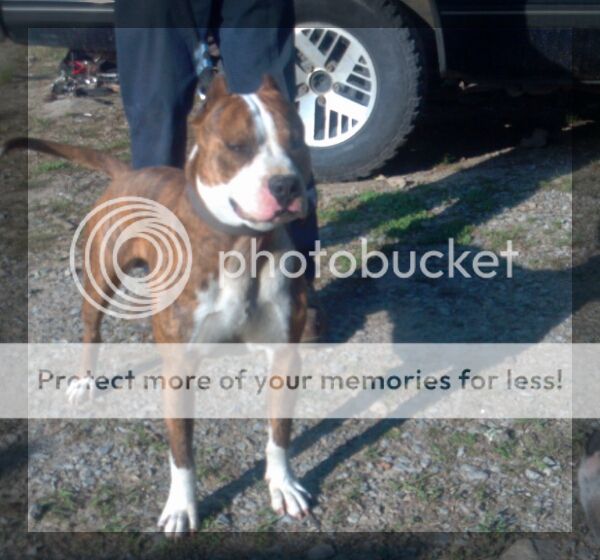 got me a whopper dog yall ;) | Go Pitbull Forums